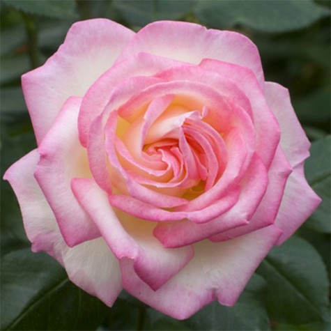 Rosier 'PRINCESSE DE MONACO®' Meimagarmic - Rosa 'PRINCESSE DE MONACO ...