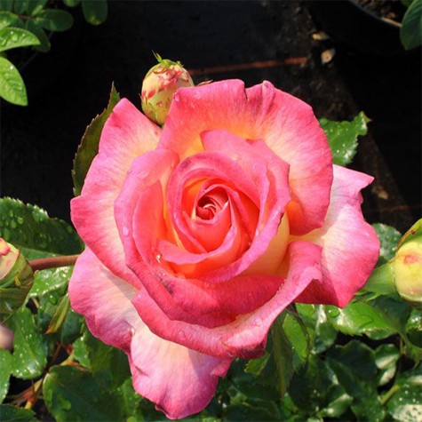 Rosier Buisson 'SWEET DELIGHT®' Adalegski chez Pétales-de-roses.com, le ...