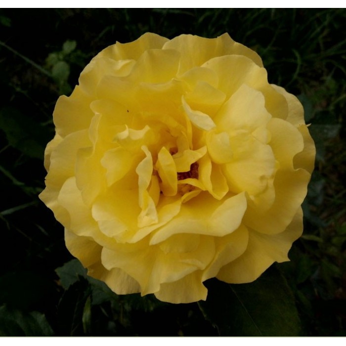 Rosier Buisson 'FRIESIA®' Korresia chez Pétales-de-roses.com, le ...