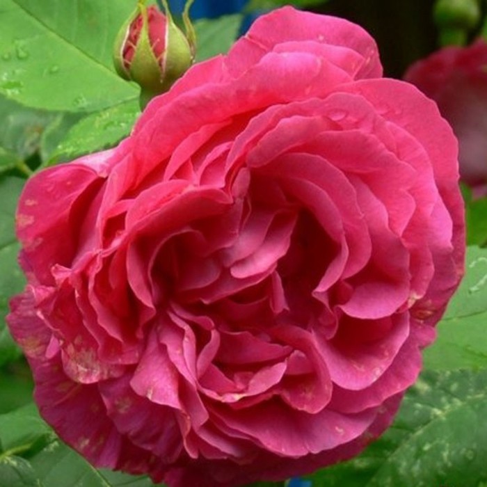 Vente de rosiers - Pétales de Rose, producteur de rosiers