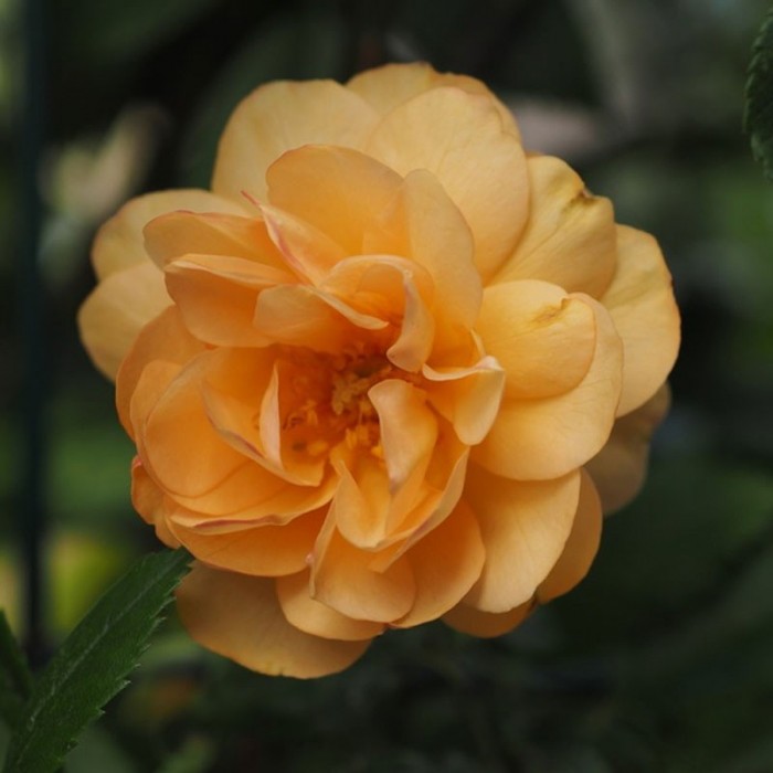 Rosier 'BUFF BEAUTY' chez Pétales-de-roses.com, le spécialiste des rosiers