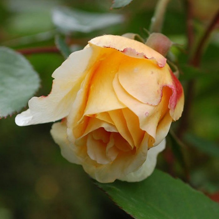Rosier 'BUFF BEAUTY' chez Pétales-de-roses.com, le spécialiste des rosiers