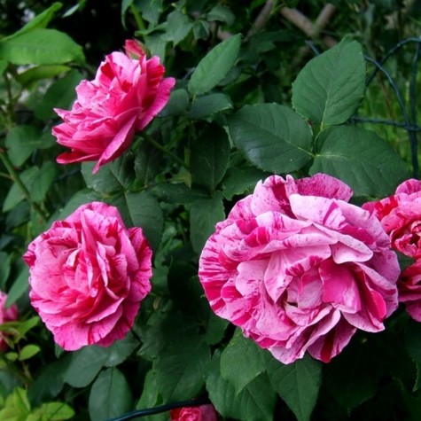 Rosier Ancien 'FERDINAND PICHARD' chez Pétales-de-roses.com, le ...