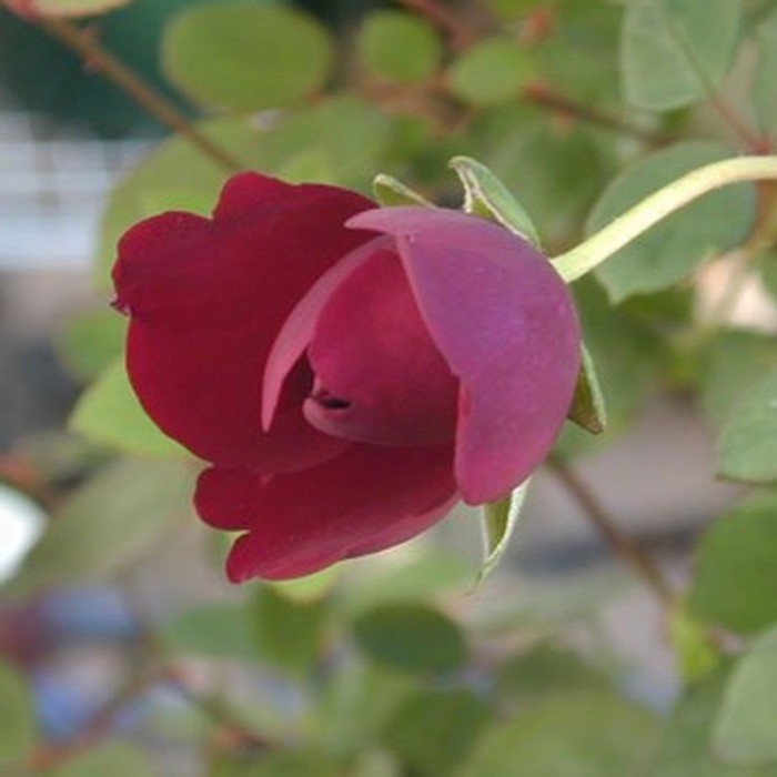 Rosier 'LOUIS XIV' chez Pétales-de-roses.com, le spécialiste des rosiers