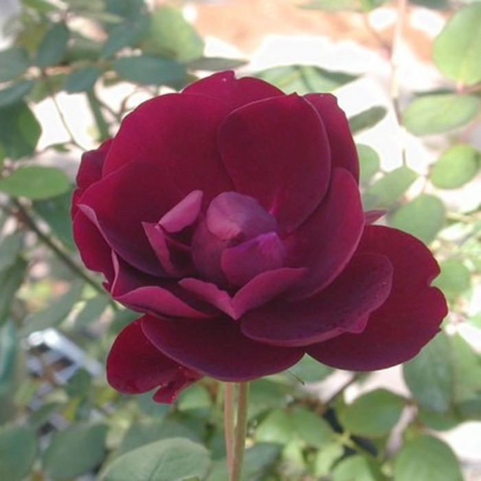 Rosier 'LOUIS XIV' chez Pétales-de-roses.com, le spécialiste des rosiers