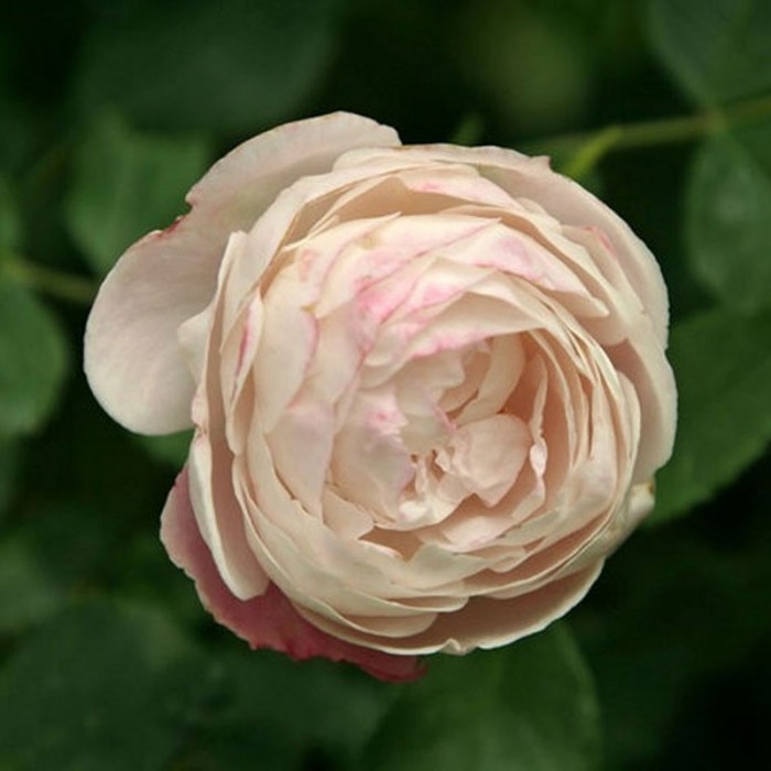 Rosier Ancien 'MME PIERRE OGER' chez Pétales-de-roses.com, le ...