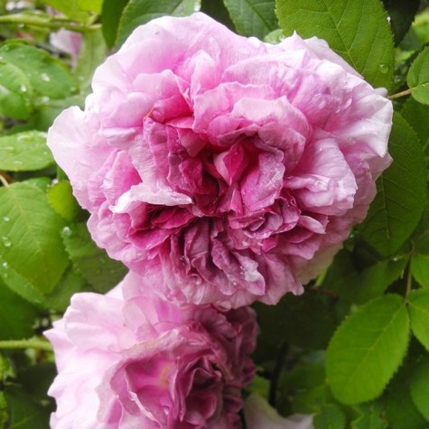 Rosier Ancien 'PRESIDENT DE SEZE' chez Pétales-de-roses.com, le ...