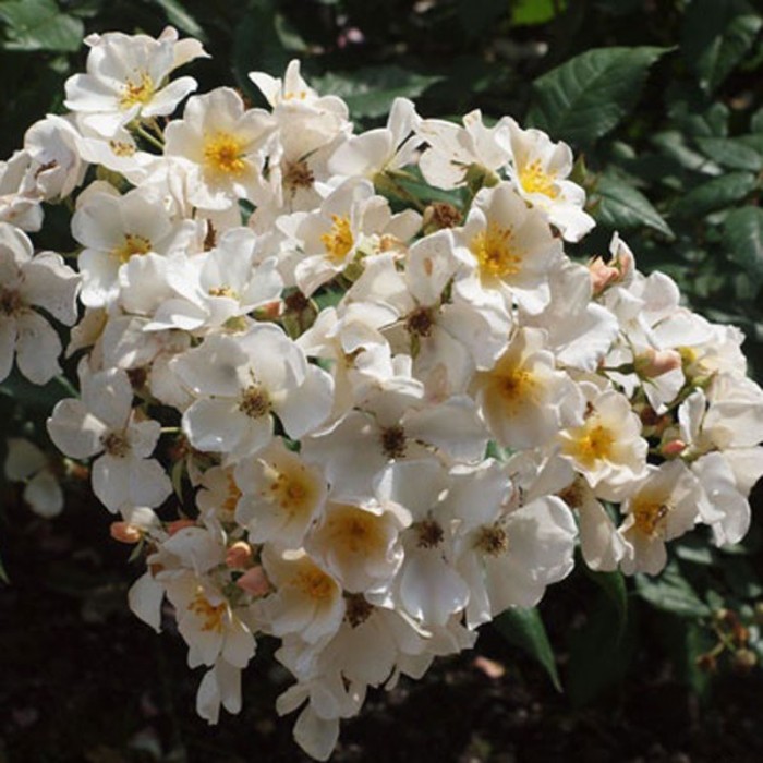 Rosier 'ROSALITA®' - Rosa 'ROSALITA®' chez Pétales-de-roses.com, le ...