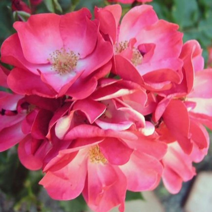 ROUGE MEILLANDECOR®Meineble