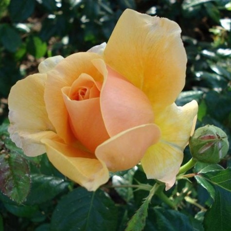 Rosa 'SHERLOCK HOLMES®' Harklement - 'SHERLOCK HOLMES®' Harklement Rose ...