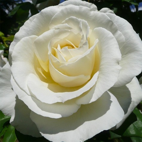 Rosier 'CROIX BLANCHE' chez Pétales-de-roses.com, le spécialiste des ...