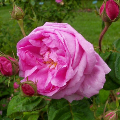 Rosier Ancien 'ROSA CENTIFOLIA BULLATA' chez Pétales-de-roses.com, le ...