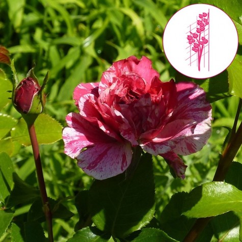 Rosier Grimpant 'INÈS SASTRE'® Meiteratol , Rosa 'INÈS SASTRE ...
