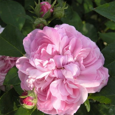 Rosier Ancien 'SIDONIE' chez Pétales-de-roses.com, le spécialiste des ...