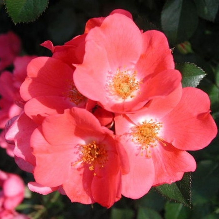 Rosier 'DOUCEUR NORMANDE®' Meipopul - Rosa 'DOUCEUR NORMANDE®' Meipopul ...