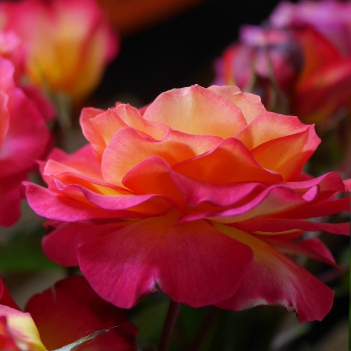 Rosiériste / Producteur de Rosier - Pétales de Roses