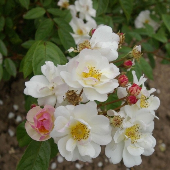 Rosier 'QUATRE SAISONS BLANC MOUSSEUX' - Rosa 'QUATRE SAISONS BLANC ...