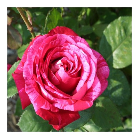 Rosier 'BRIGITTE BARDOT®' Oracham - Rosa 'BRIGITTE BARDOT®' Oracham ...