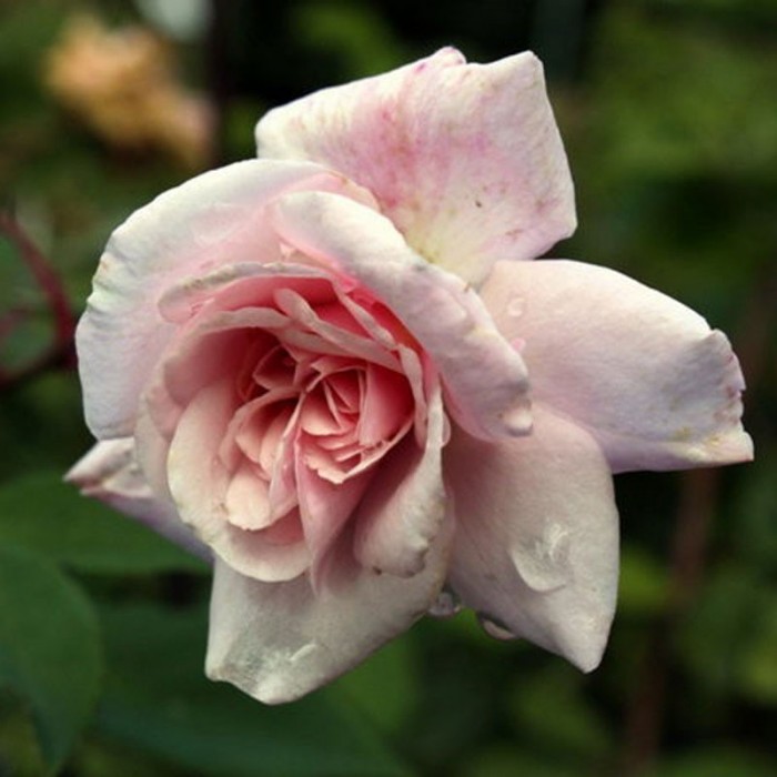 Les Rosiers en pot de 5 litres chez Petales-de-roses.com, le ...