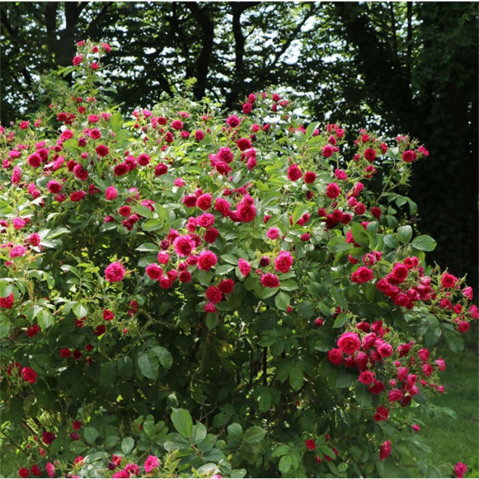 Rosier ancien 'GROOTENDORST SUPREME' - Rosa 'GROOTENDORST SUPREME' chez ...