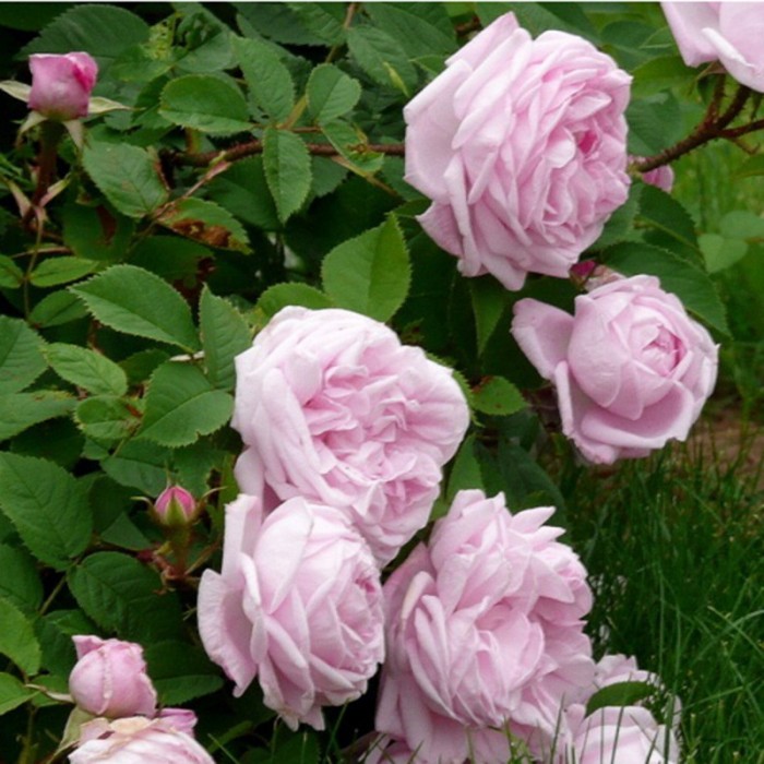 Rosier ancien 'MME LOUIS LÉVÈQUE' - Rosa 'MME LOUIS LÉVÈQUE' chez ...