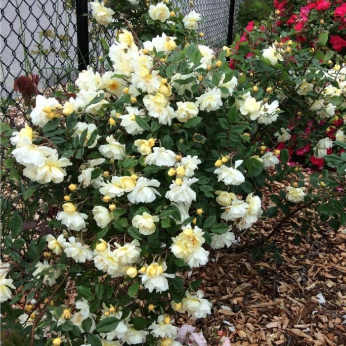 Rosier arbustif 'DAYBREAK' - Rosa 'DAYBREAK' de chez petales-de-roses ...