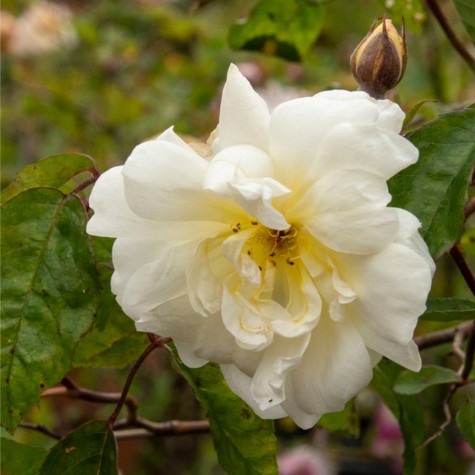 Rosier arbustif 'DAYBREAK' - Rosa 'DAYBREAK' de chez petales-de-roses ...