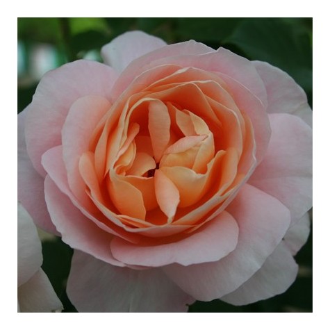 Rosier Buisson 'ISABELLE AUTISSIER®' Adasilthe chez Pétales-de-roses ...