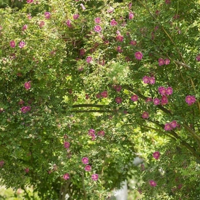 Rosier Ancien botanique 'ARTHUR HILLIER' - Rosa ancian 'ARTHUR HILLIER ...